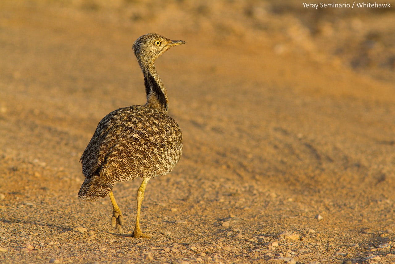 Working with the Canarian Houbara Bustard | Whitehawk Birding Blog