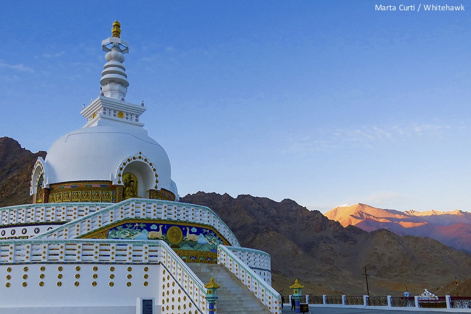 In Search of the Snow Leopard Tour | Himalayas India | Whitehawk Birding