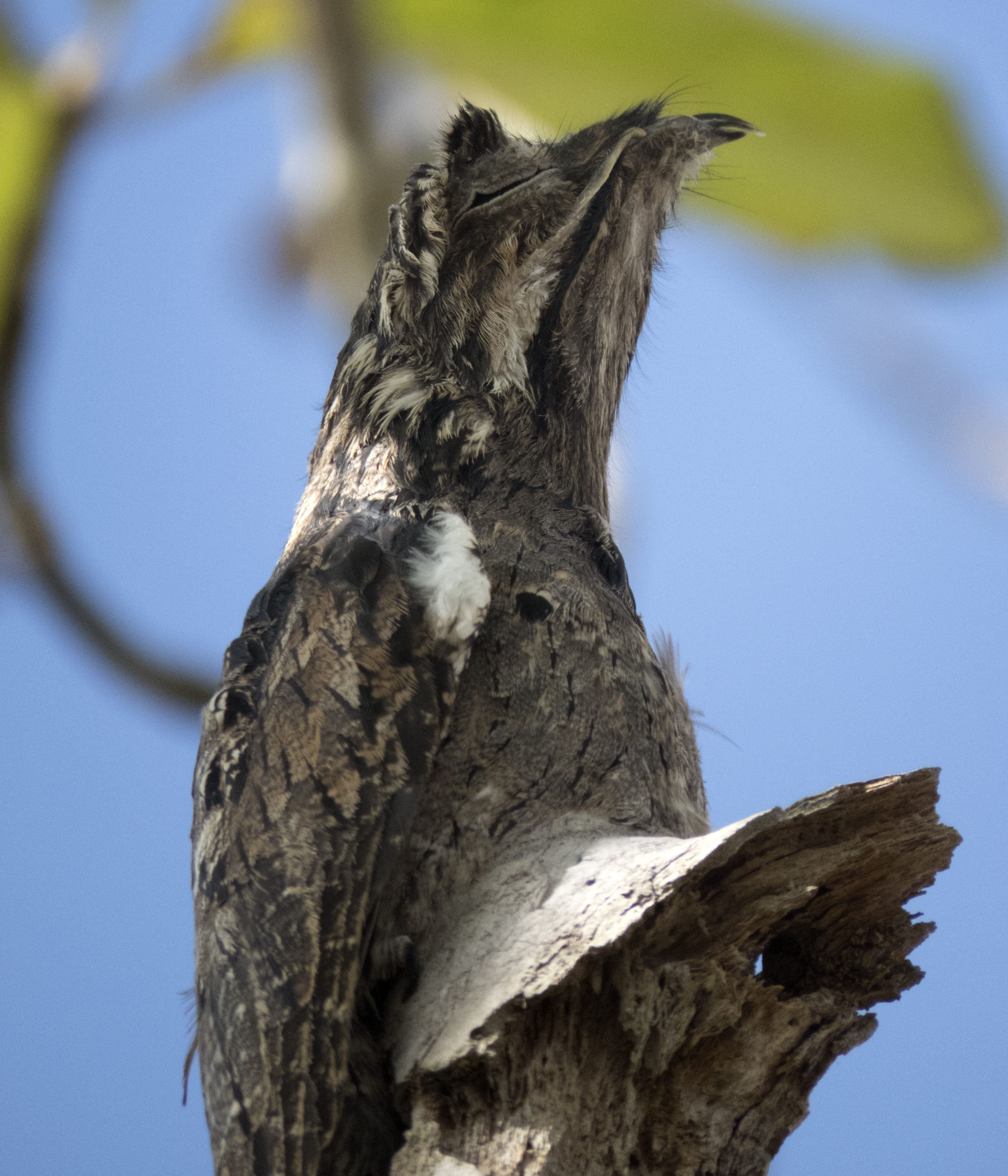 Panama Harpy Eagle Tour | Realm of the Harpy Eagle | Whitehawk Birding