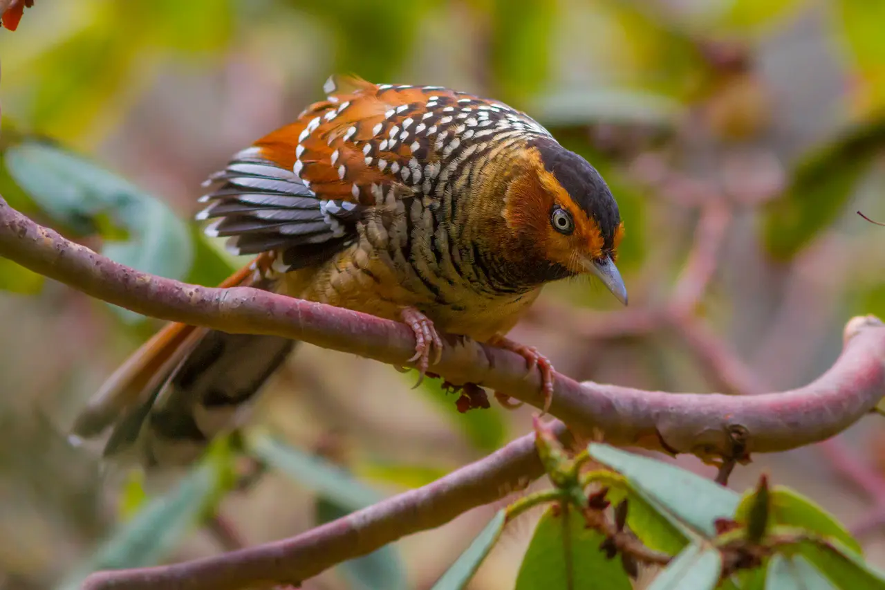 Bhutan Birding Tour | Birding in the Himalayas | Whitehawk Birding