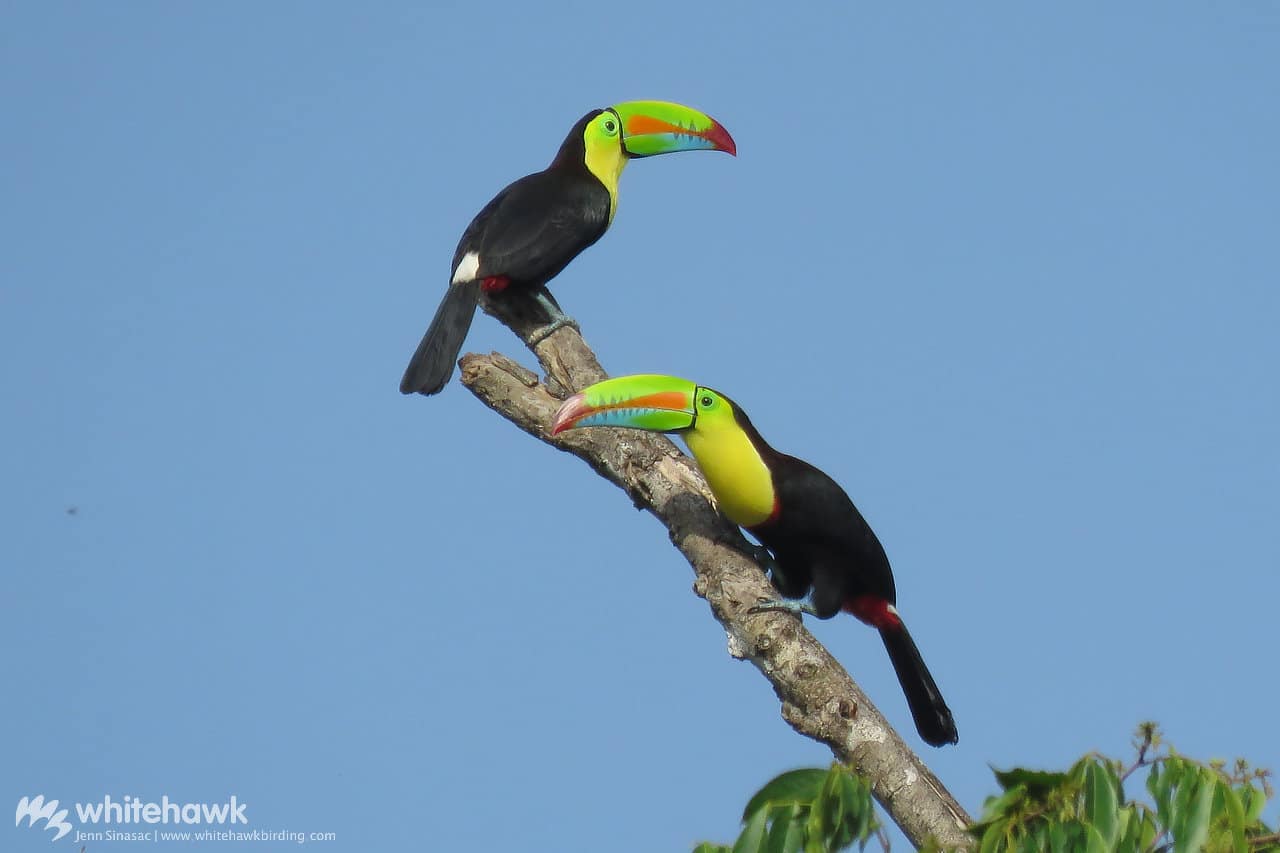 Hornbills and Toucans: Convergent Evolution | Whitehawk Birding Blog