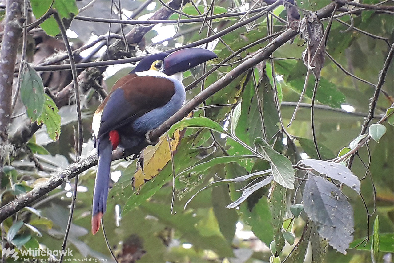 Hornbills and Toucans: Convergent Evolution | Whitehawk Birding Blog
