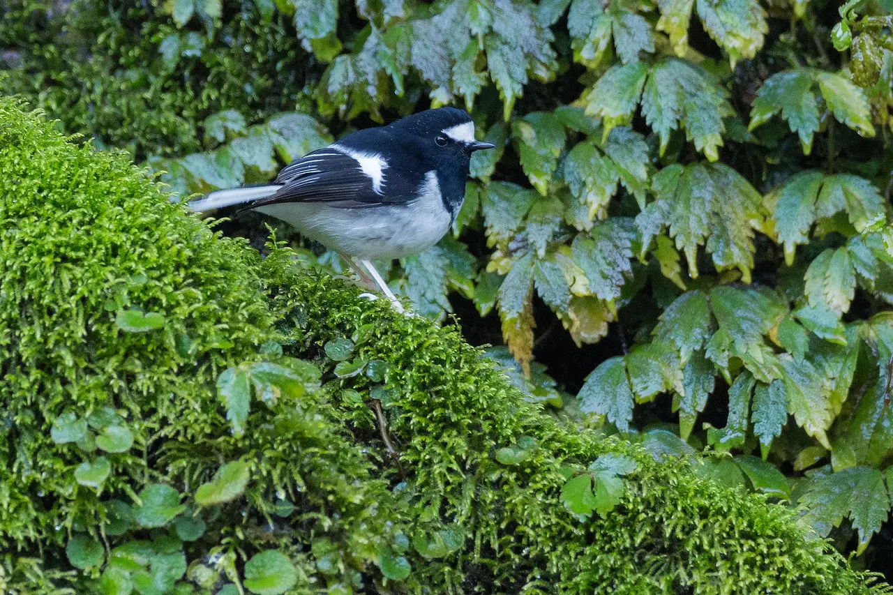 Bhutan Birding Tour | Birding in the Himalayas | Whitehawk Birding