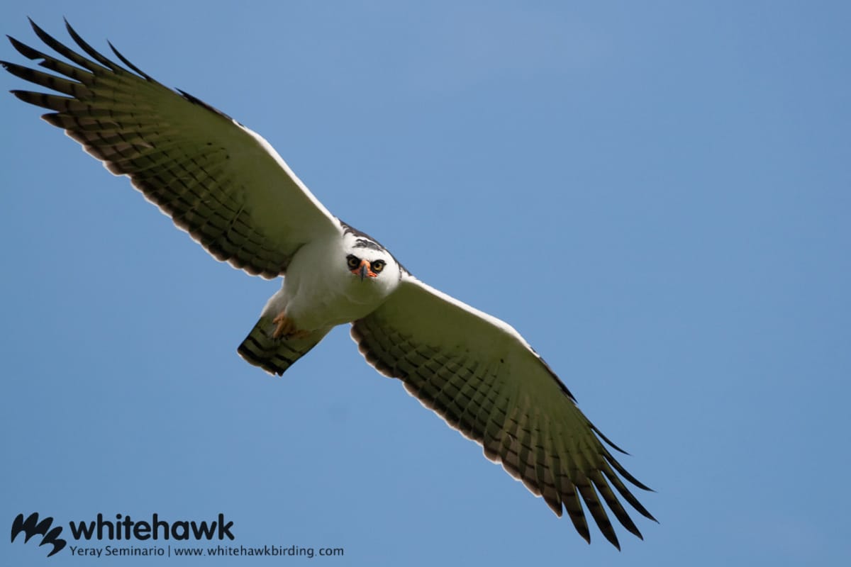 Black-and-white Hawk-Eagle | Birding Tours with Whitehawk