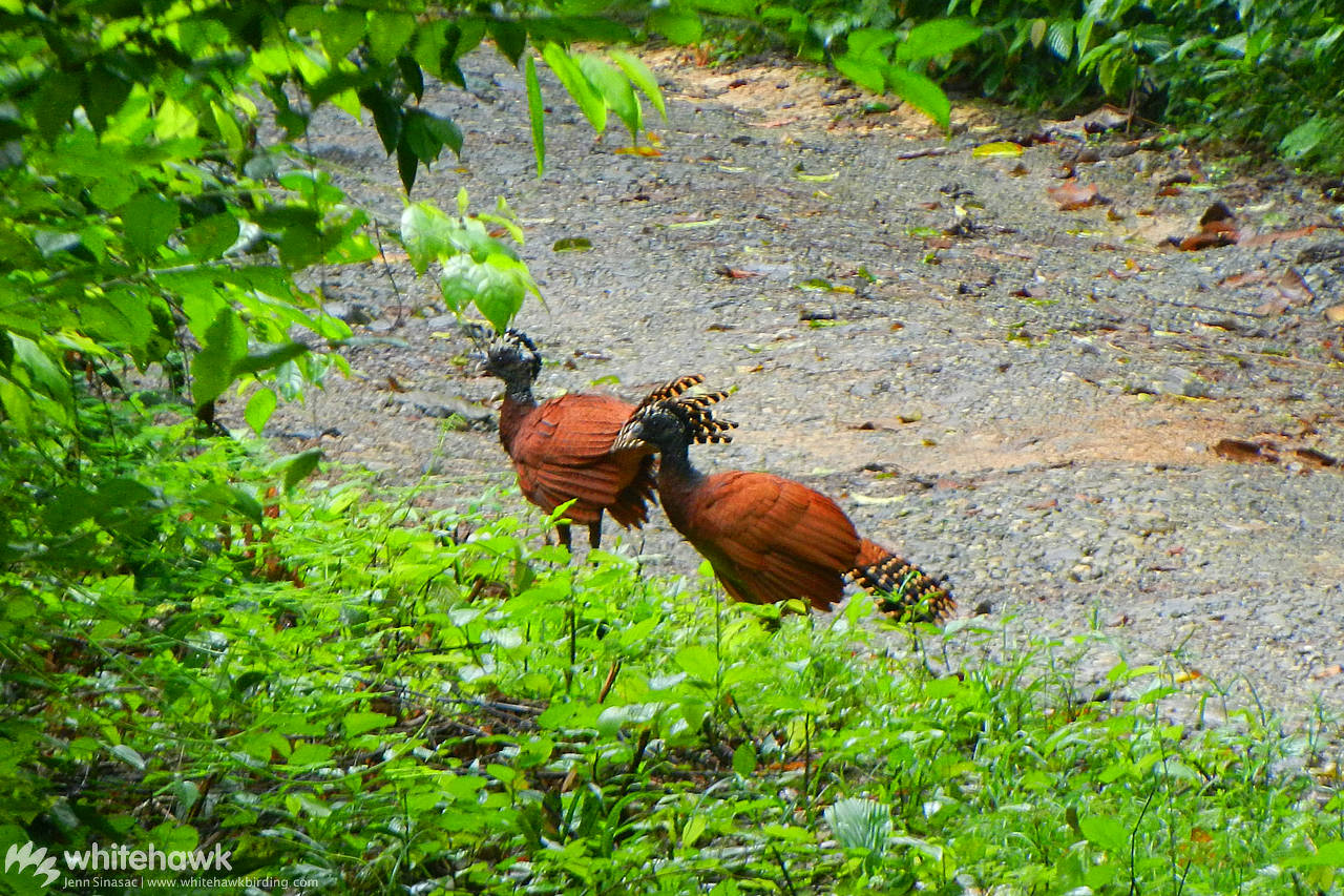 Great Curassow: A Neotropical Specialty | Whitehawk Birding Blog