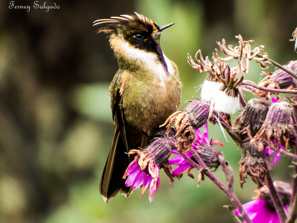 Birds in Colombia: One-fifth of the World’s Birds | Birding Tours with ...