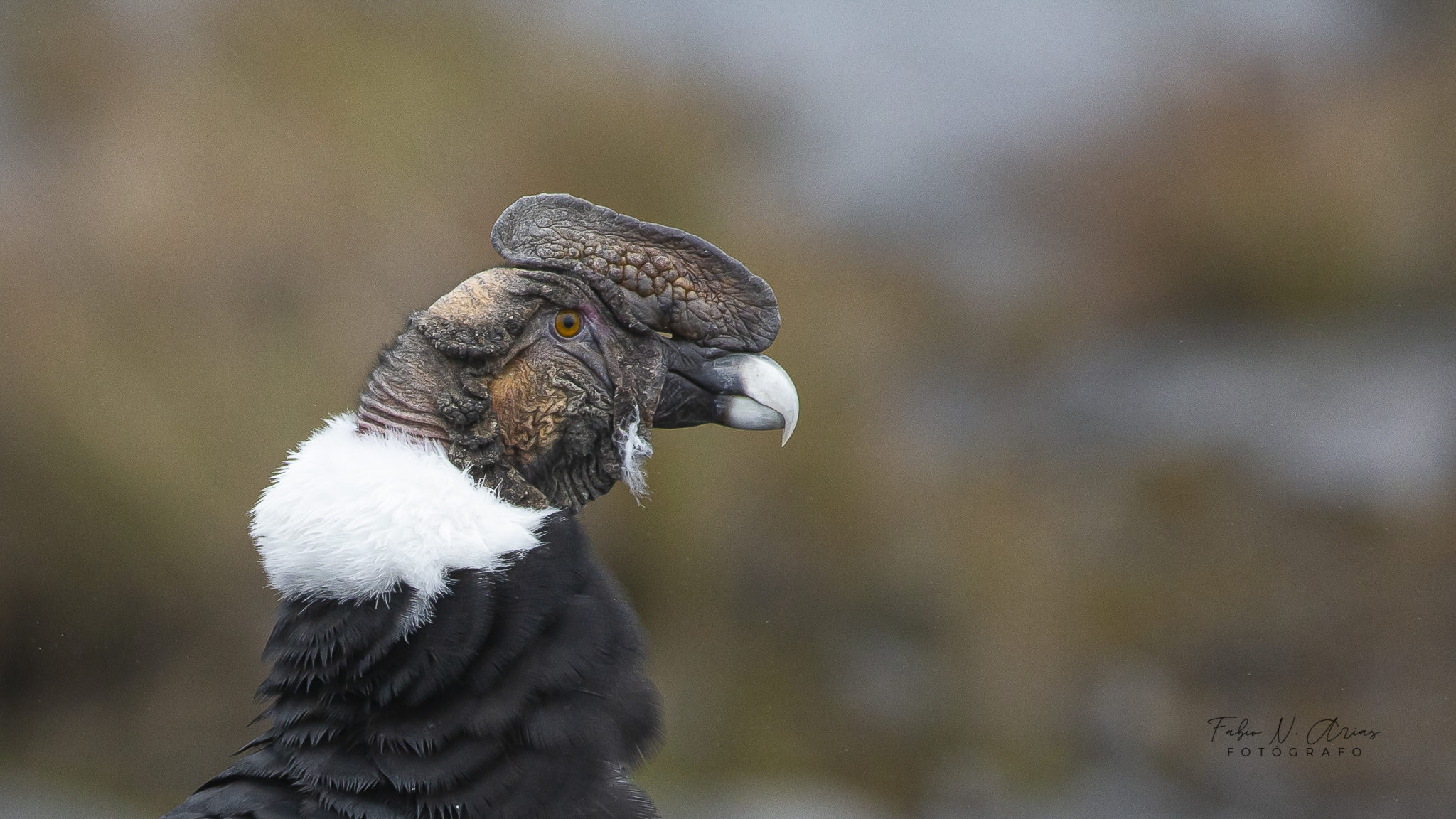 Birds in Colombia: One-fifth of the World’s Birds | Birding Tours with ...