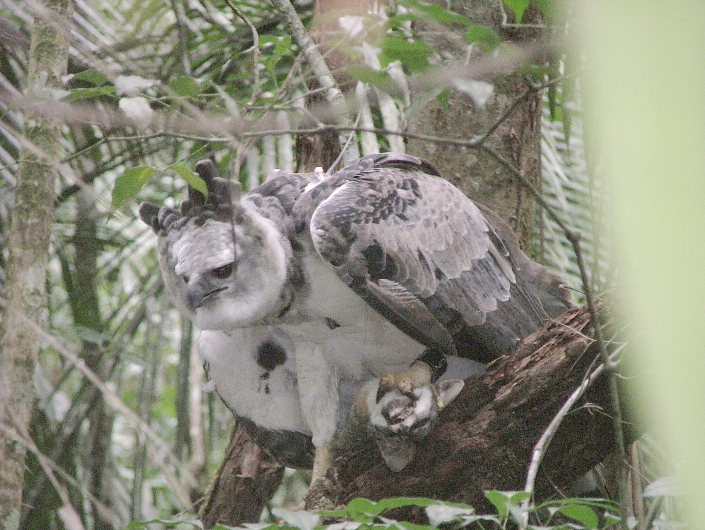 What do Harpy Eagles eat? | Harpy Eagle Diet | Whitehawk Birding