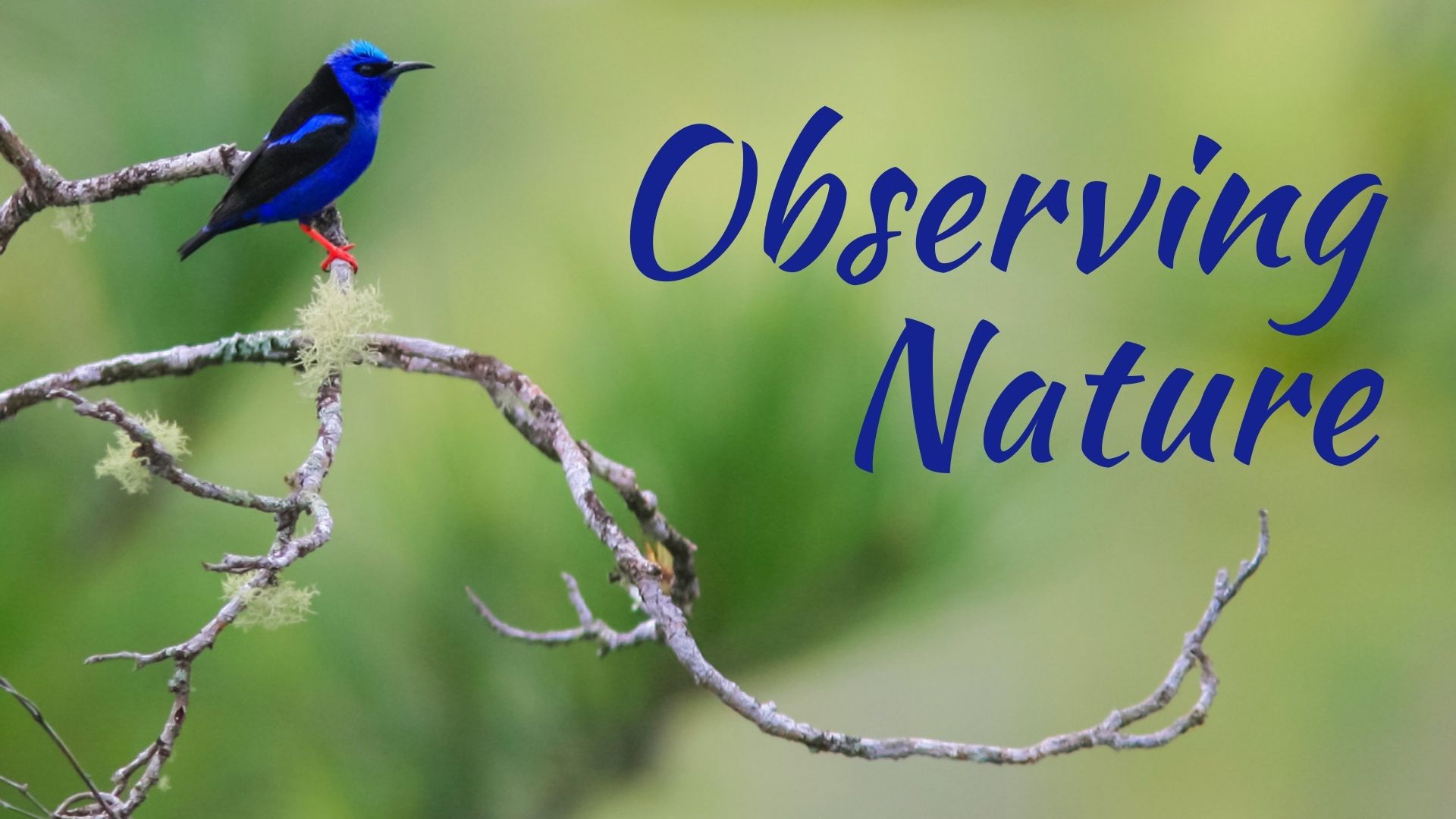 Environmental Education Resources | Whitehawk Birding & Conservation