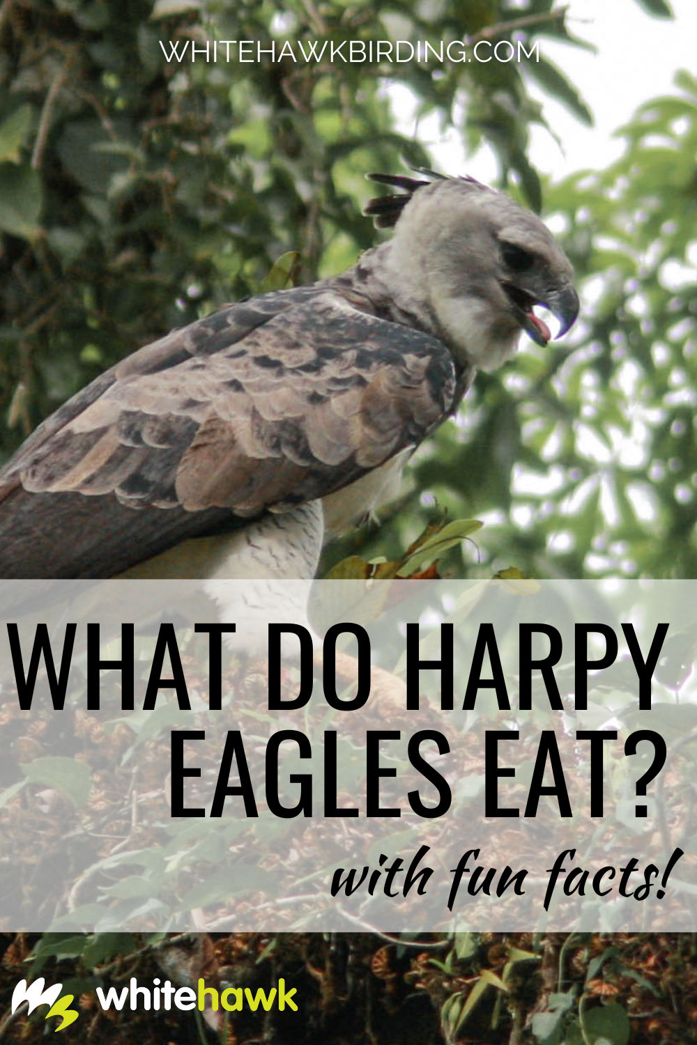 What do Harpy Eagles eat? | Harpy Eagle Diet | Whitehawk Birding