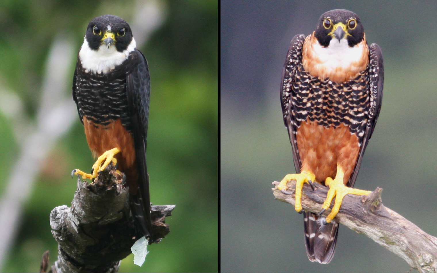 The Orange-breasted Falcon: Denizen of the Neotropics | Birding Tours with Whitehawk