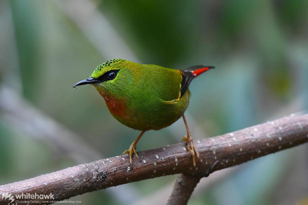 Top 10 Birds to See in Bhutan | Birding Tours with Whitehawk