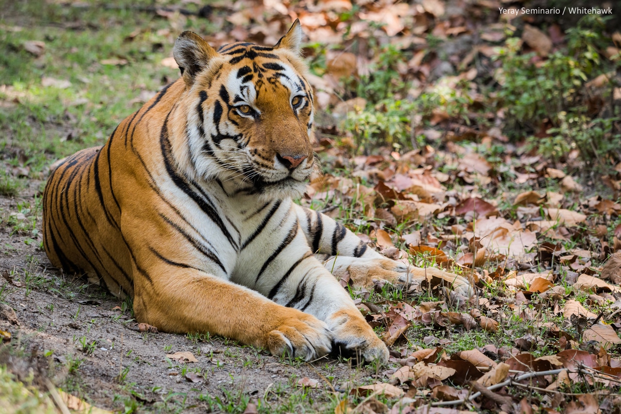 Birding Safari | A Birder's Approach to a Tiger Safari | Whitehawk Birding