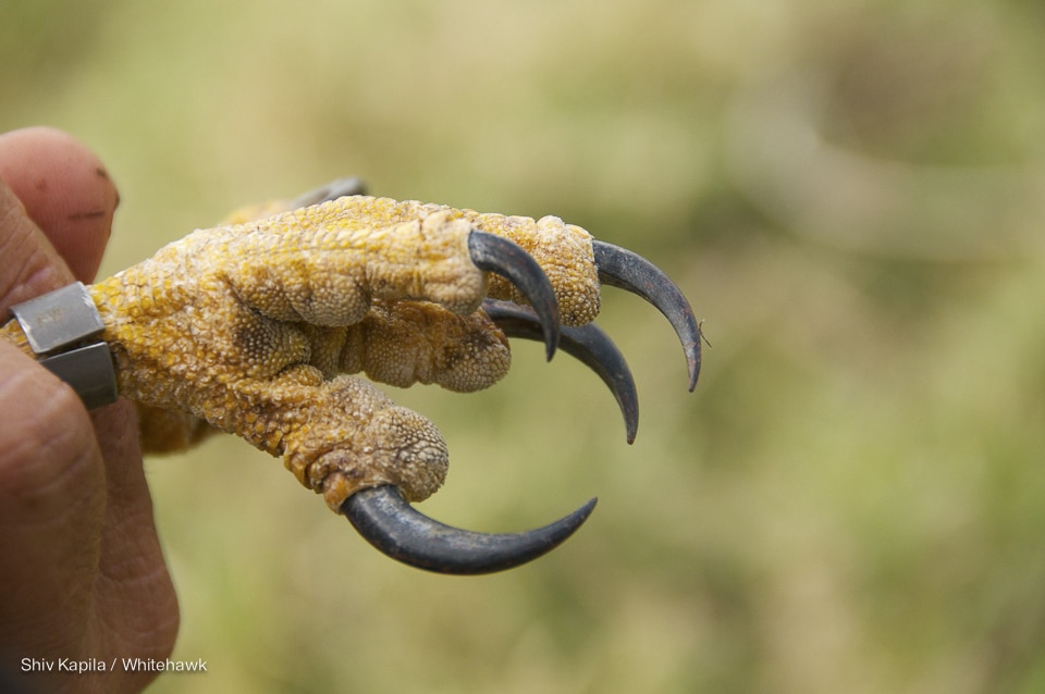 Soysambu: Kenya Custom Trip Part 2 | Whitehawk Birding Blog