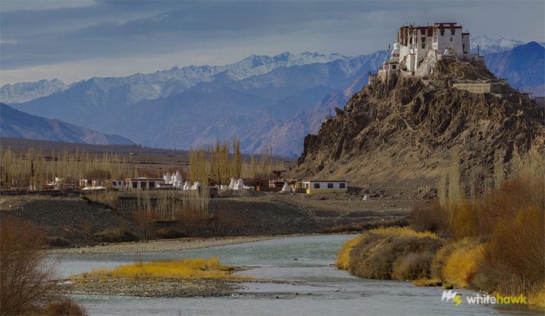 Snow Leopard Himalayas Tour Part I | Whitehawk Birding Blog