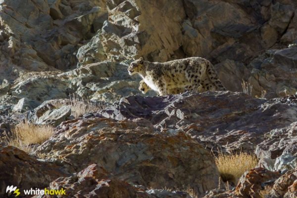 The Snow Leopard | How to see Snow Leopards | Whitehawk Birding Blog