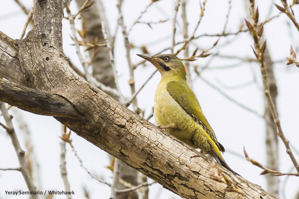 Magical Morocco Birding Tour - Birding Tours with Whitehawk