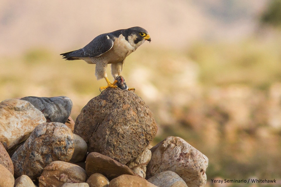 Magical Morocco Birding Tour - Birding Tours with Whitehawk