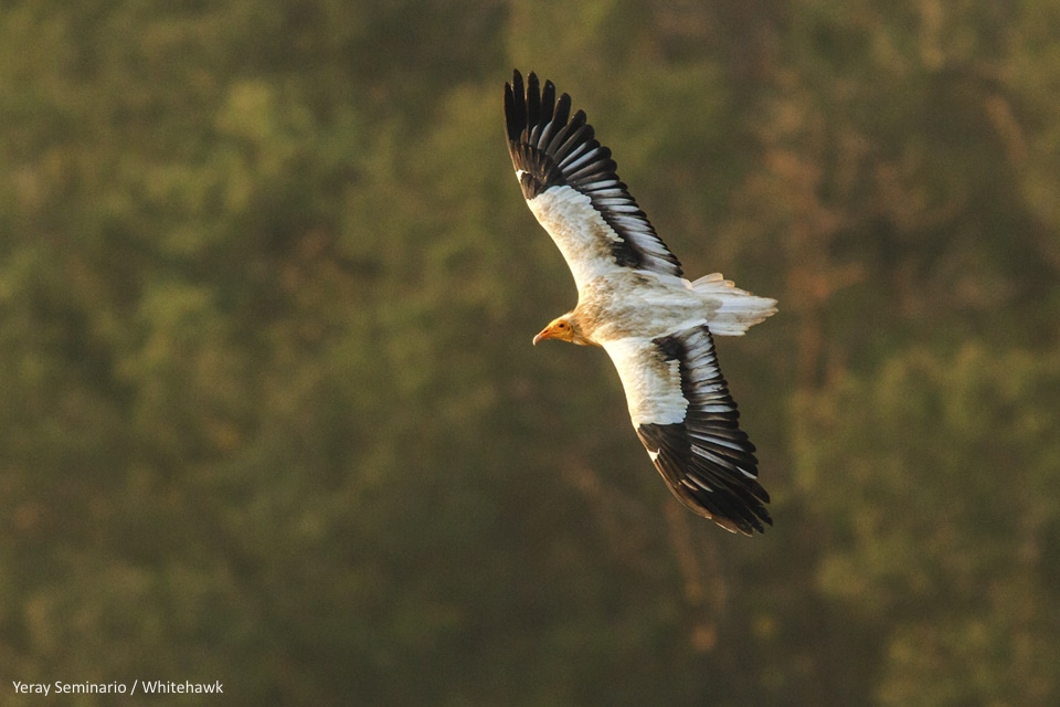 Top 10 Reasons to Love Vultures | Whitehawk Birding Blog