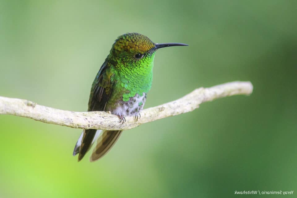 Central American Hummingbirds: Gems of the Region | Whitehawk Birding