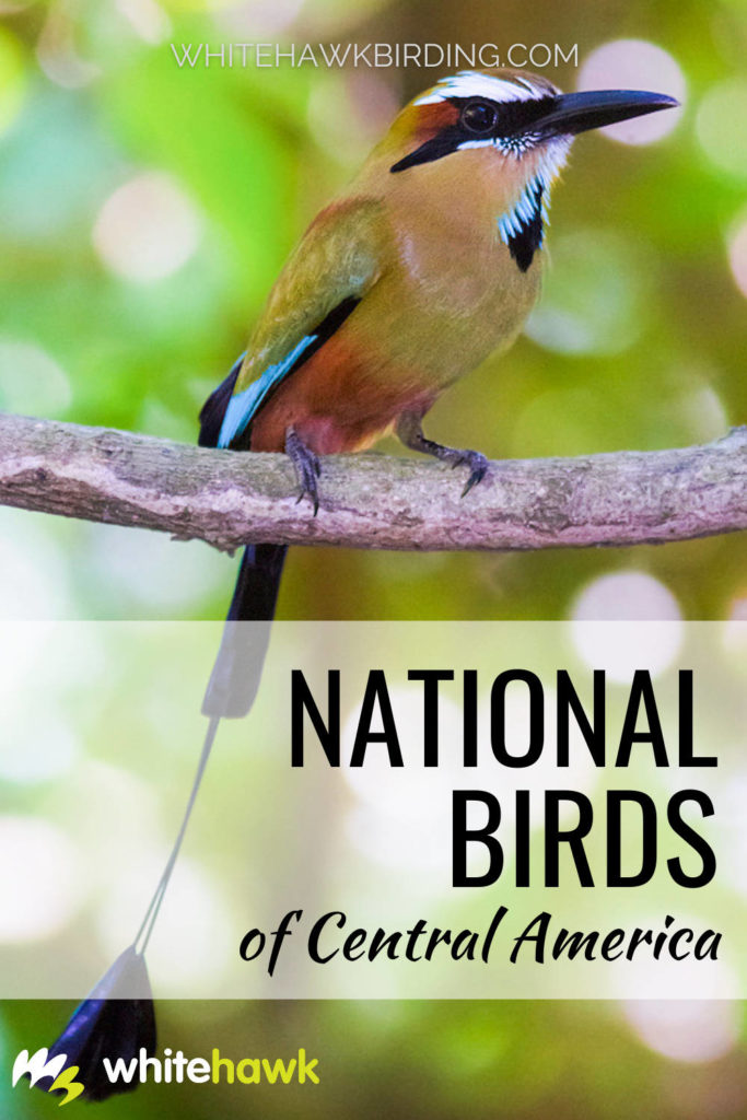 National Birds of Central America | Whitehawk Birding Blog