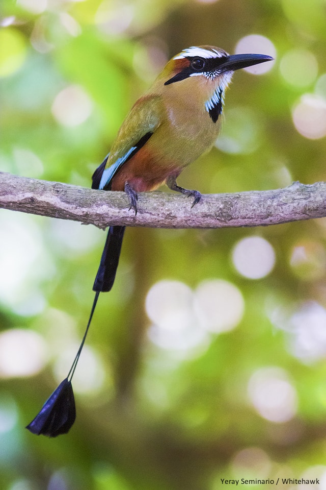 National Birds of Central America | Whitehawk Birding Blog