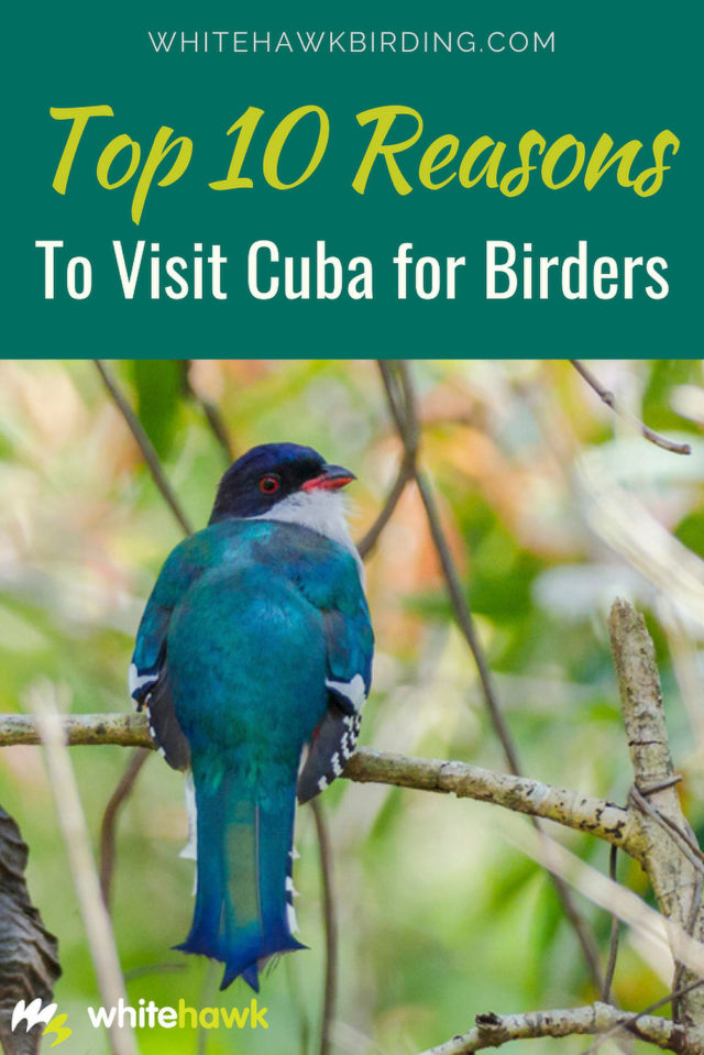 Top 10 Reasons to Visit Cuba for Birders | Whitehawk Birding Blog