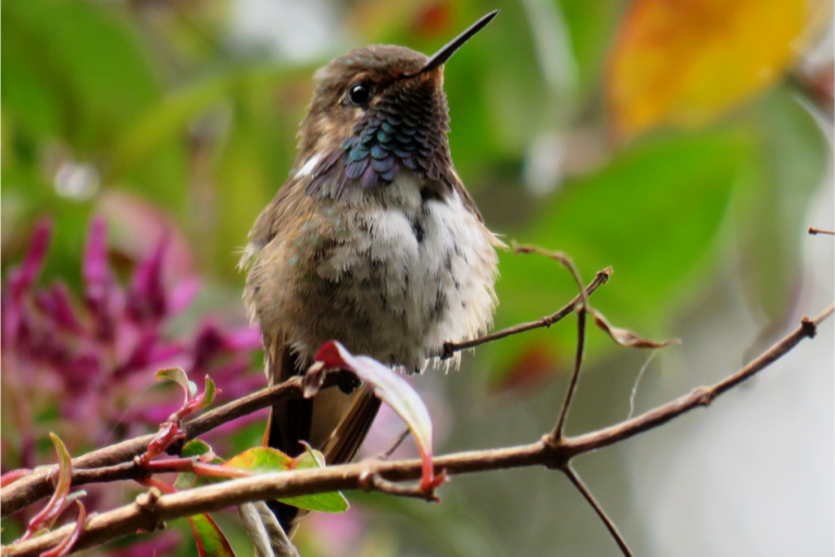 Central American Hummingbirds: Gems of the Region | Whitehawk Birding