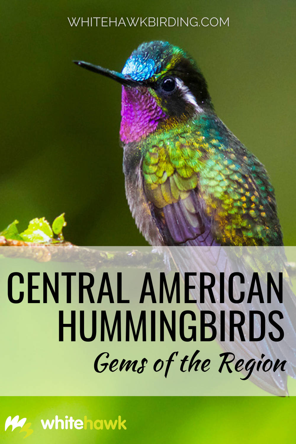 Central American Hummingbirds: Gems of the Region | Whitehawk Birding