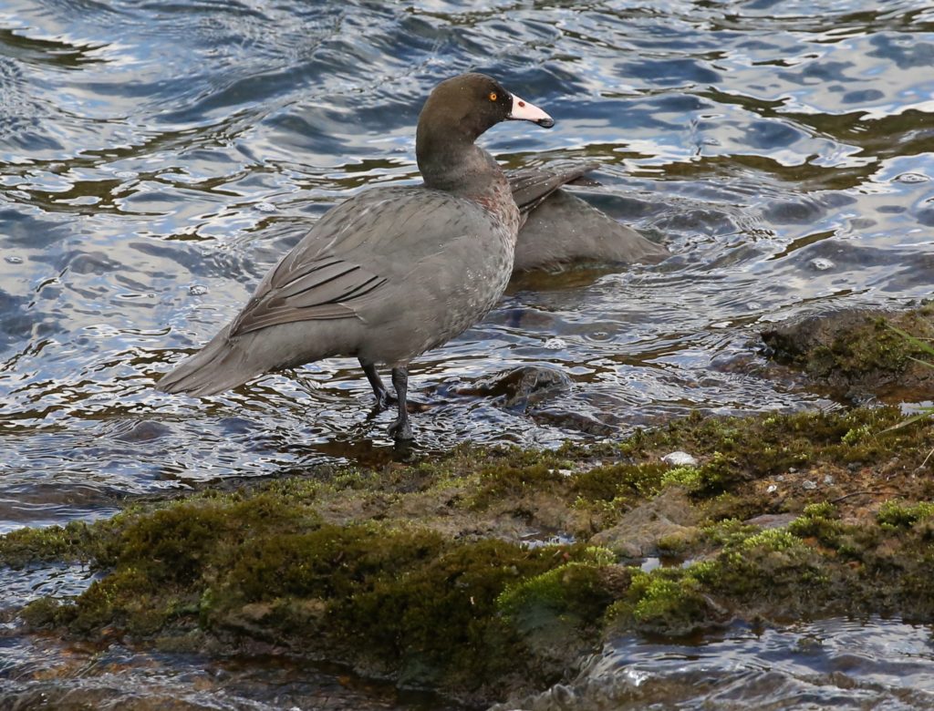 New Zealand: Endemic Birds - Birding Tours with Whitehawk