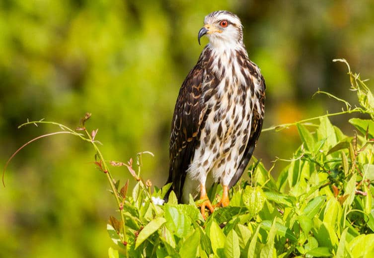 Bird in Focus: Limpkin - Birding Tours with Whitehawk