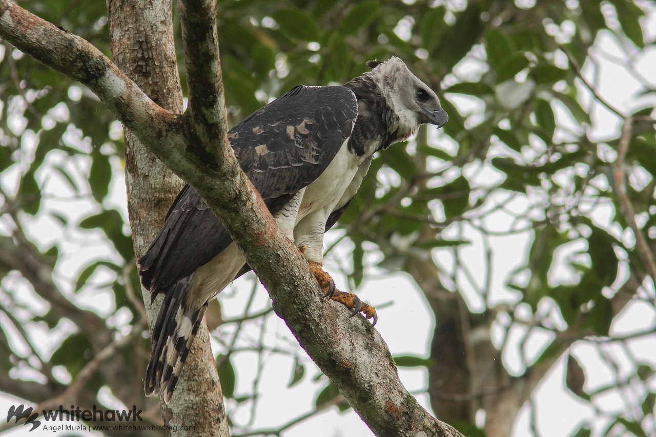 Finding a Harpy Eagle | Harpy Eagle Excursion | Whitehawk Birding Blog