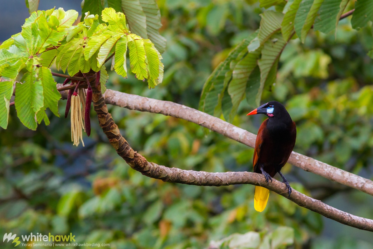 Top 10 Birding Sites in Central America | Whitehawk Birding Blog