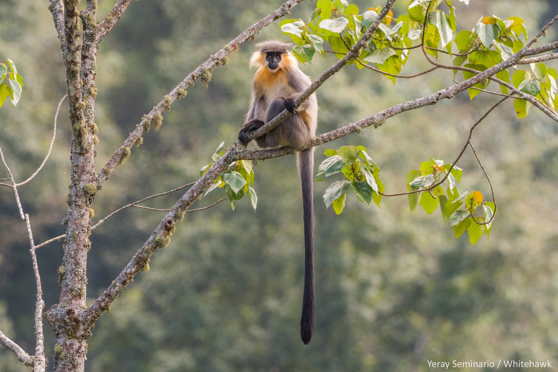 Notes from Bhutan: Pre-tour Visit Highlights | Whitehawk Birding Blog