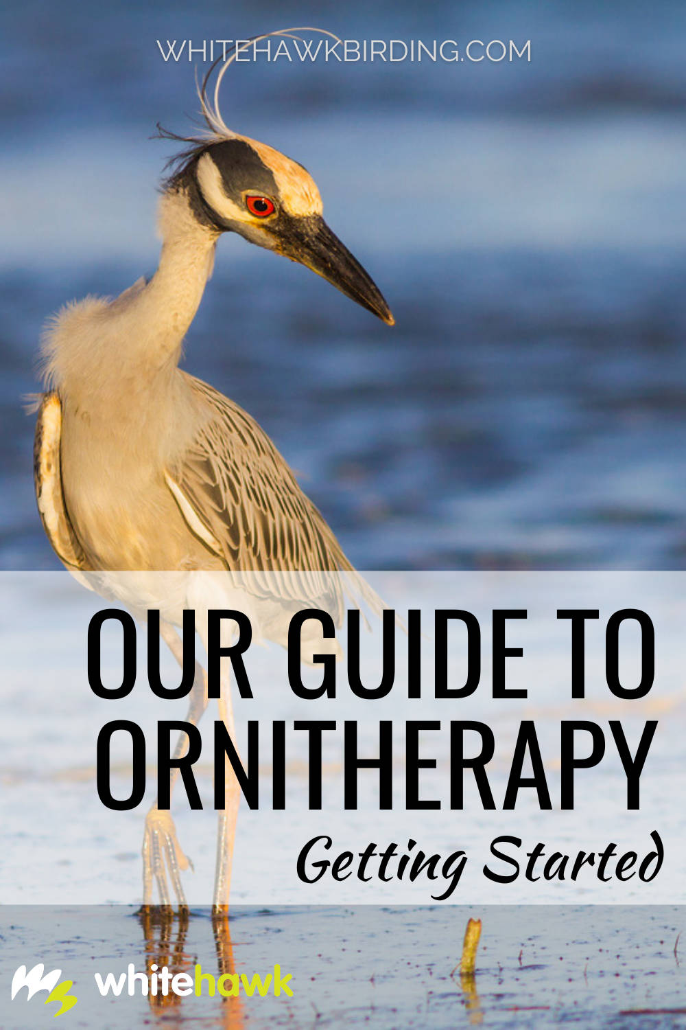Our Guide to Ornitherapy - Getting Started | Whitehawk Birding Blog