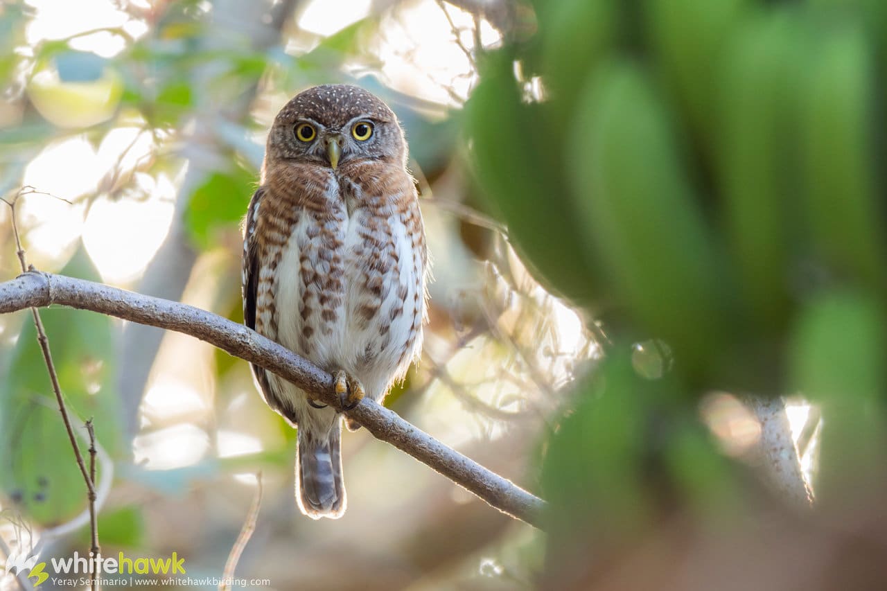 Fascinating Owls of Central America | Whitehawk Birding Blog
