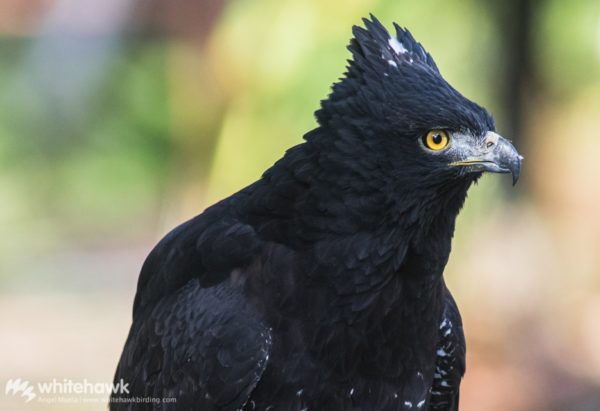 Black Hawk-Eagles in Panama | Whitehawk Birding Blog
