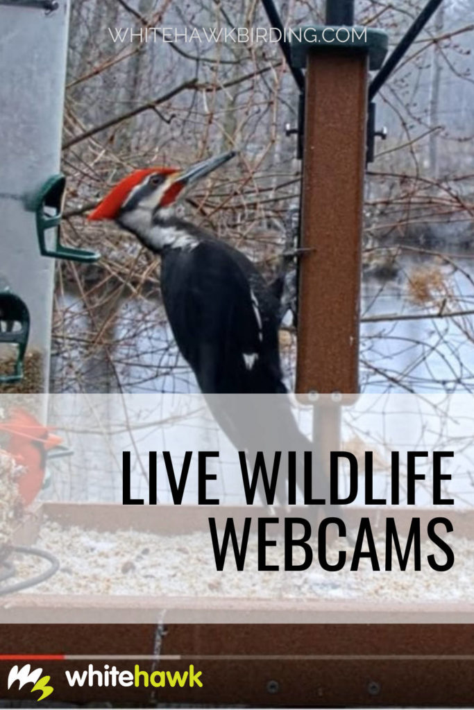 Live Wildlife Webcams | Webcams on Wildlife | Whitehawk Birding Blog