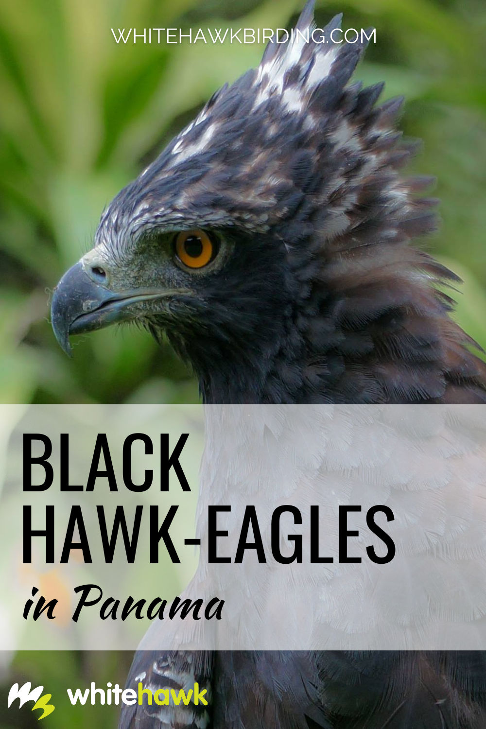 Black Hawk-Eagles in Panama | Whitehawk Birding Blog