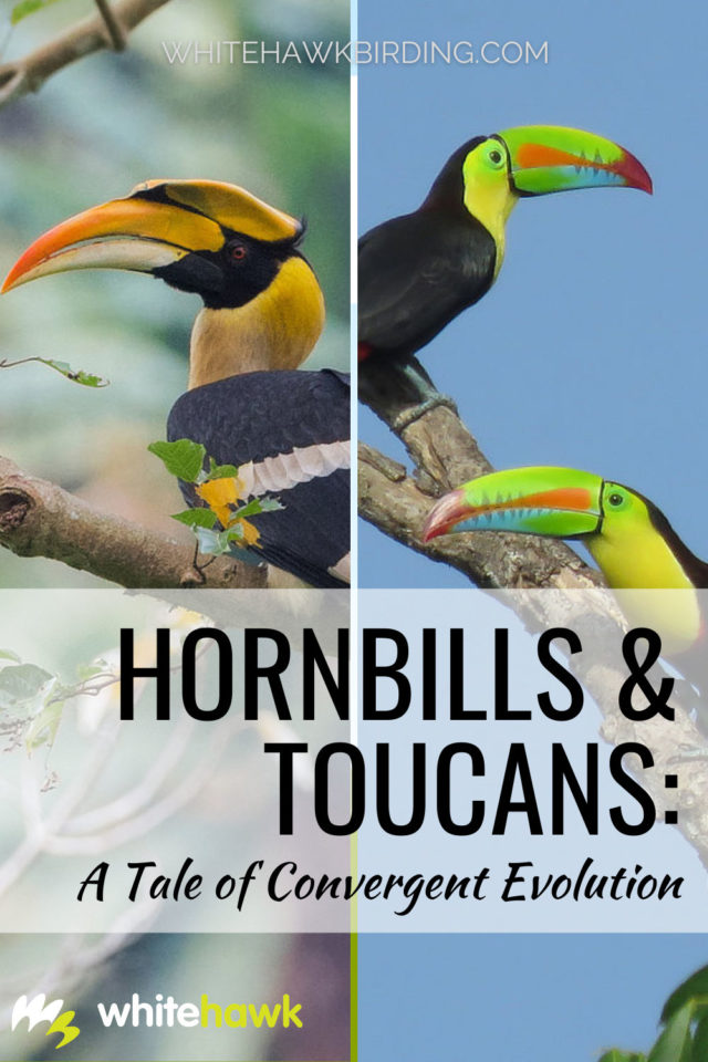 Hornbills and Toucans: Convergent Evolution | Whitehawk Birding Blog
