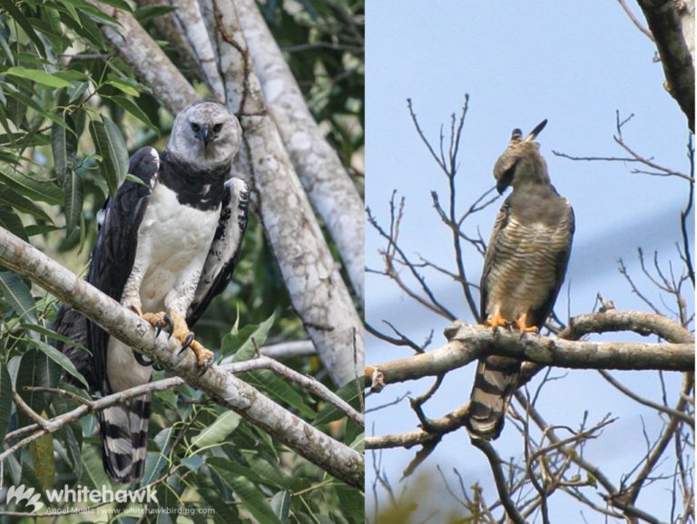 Size of Harpy Eagle | Rainforest Top Predator | Whitehawk Birding Blog