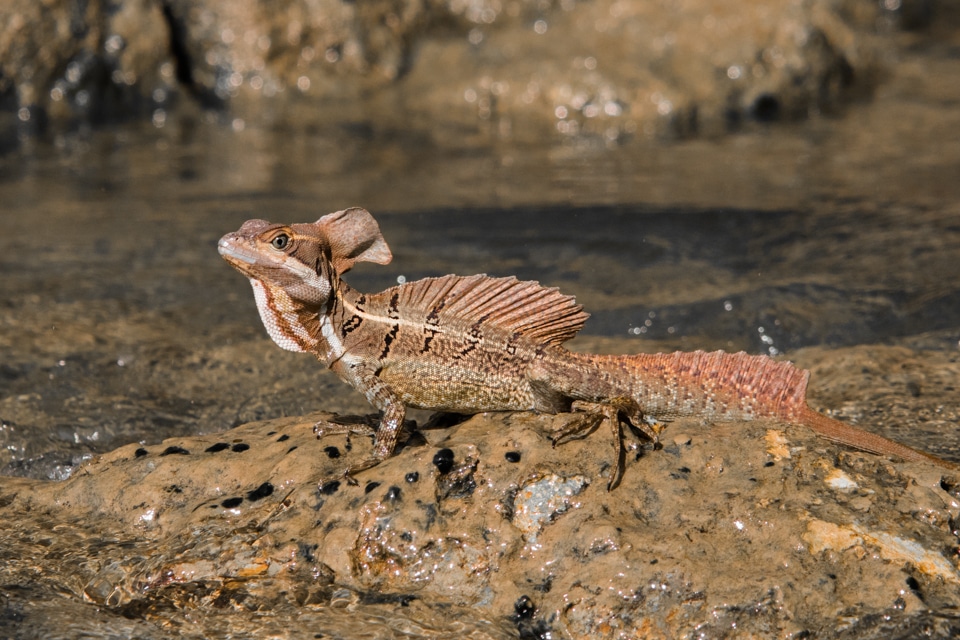 Bird in Focus: Limpkin - Birding Tours with Whitehawk