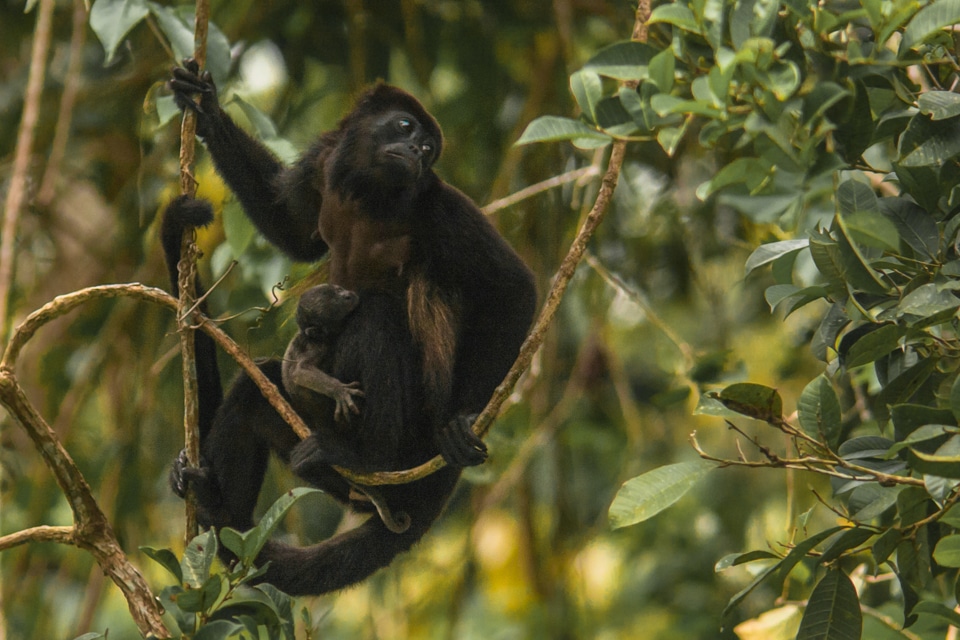 Bird in Focus: Limpkin - Birding Tours with Whitehawk