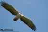 Black-and-white Hawk-Eagle | Whitehawk Birding Blog