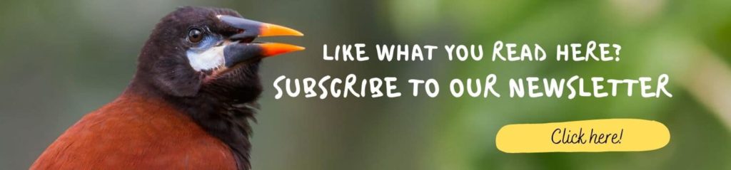 Ocellated Birds: What they are and why the name? | Whitehawk Birding