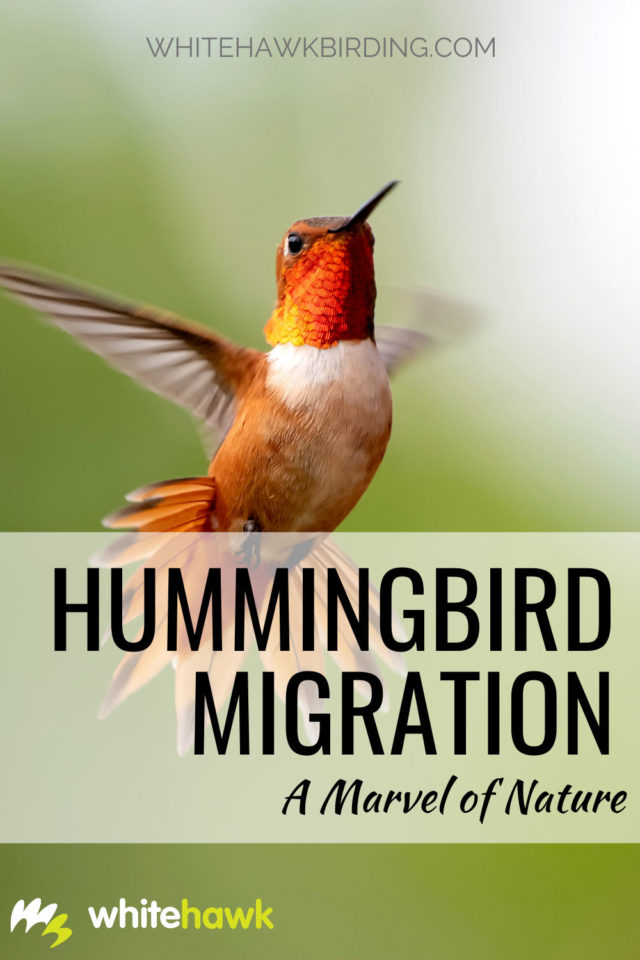 Hummingbird Migration: A Marvel of Nature | Whitehawk Birding Blog
