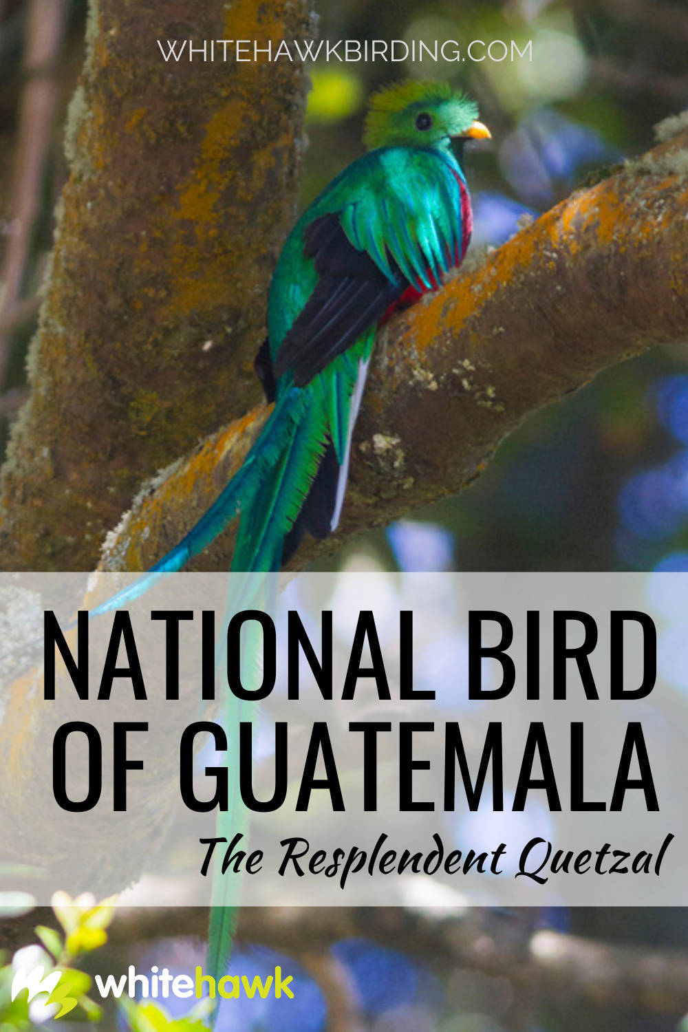 National Bird of Guatemala: Resplendent Quetzal | Whitehawk Birding Blog