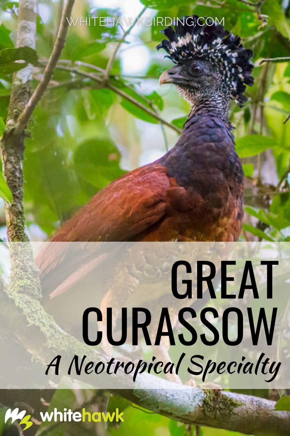 Great Curassow: A Neotropical Specialty | Whitehawk Birding Blog