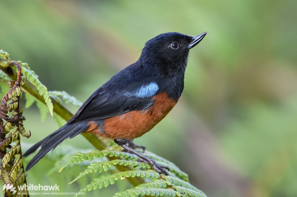Birds in Colombia: One-fifth of the World’s Birds - Whitehawk Blog