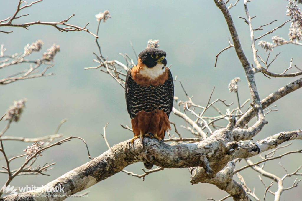 Orange-breasted Falcon | Neotropical Falcon | Whitehawk Birding Blog